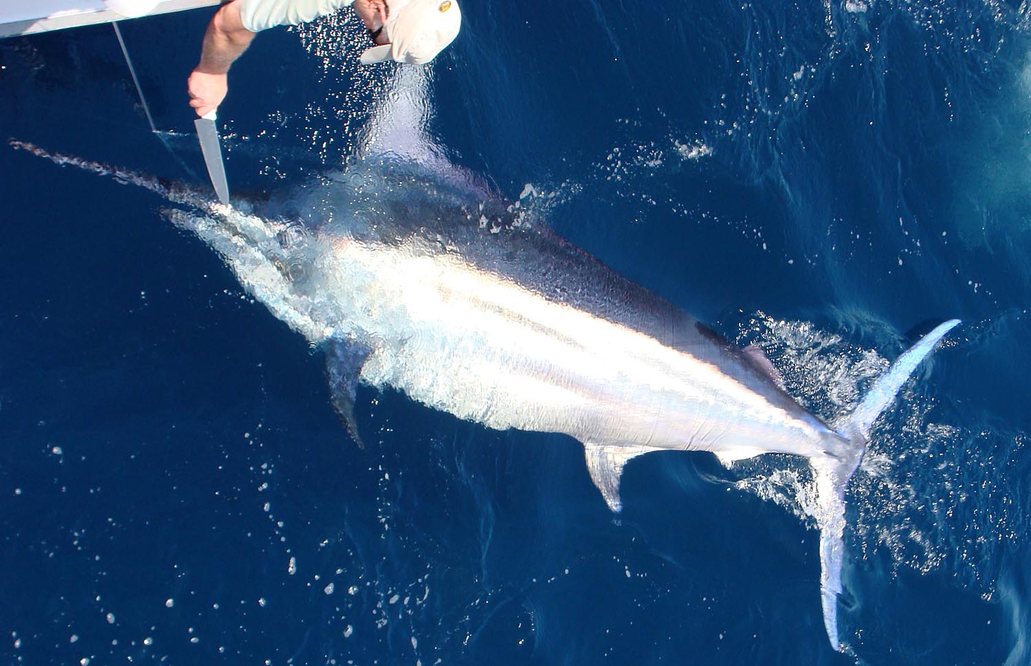 Sportfishing Panama - Black Marlin & Blue Marlin Fishing Charter Coiba