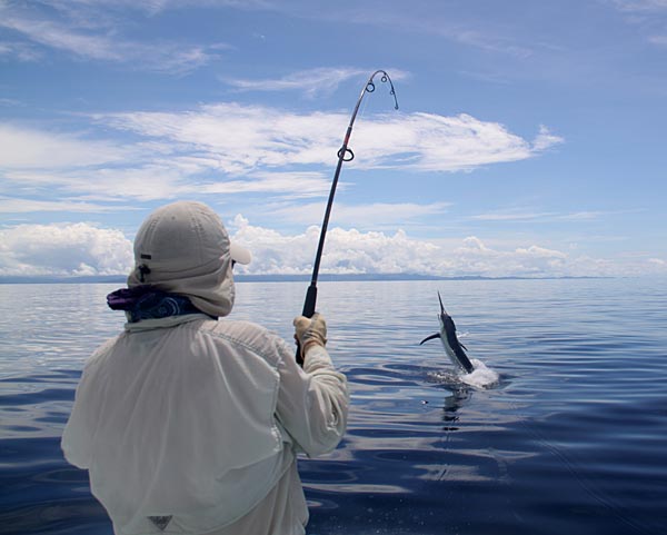 Black Marlin Caught On Spinning Rod - Isla Coiba, Panama