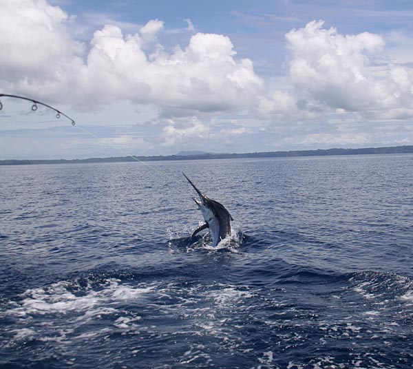 Black Marlin Caught On Spinning Rod - Isla Coiba, Panama
