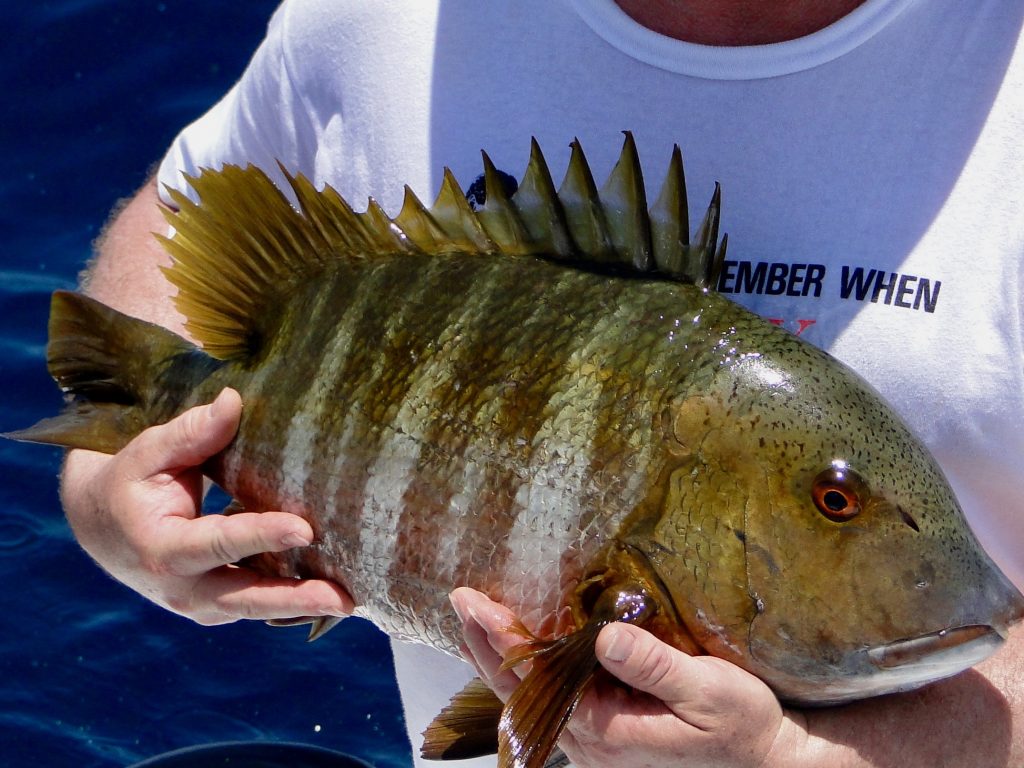 Barred Snapper - Marlin Panama - Isla Coiba, Panama