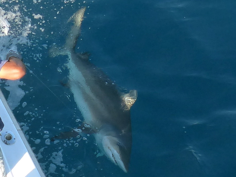 Bull Shark - Marlin Panama - Isla Coiba, Panama